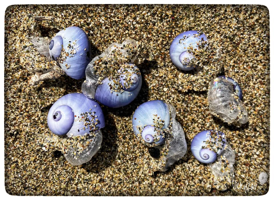 Deeper purpose than just underwater allure | Cyprus Mail