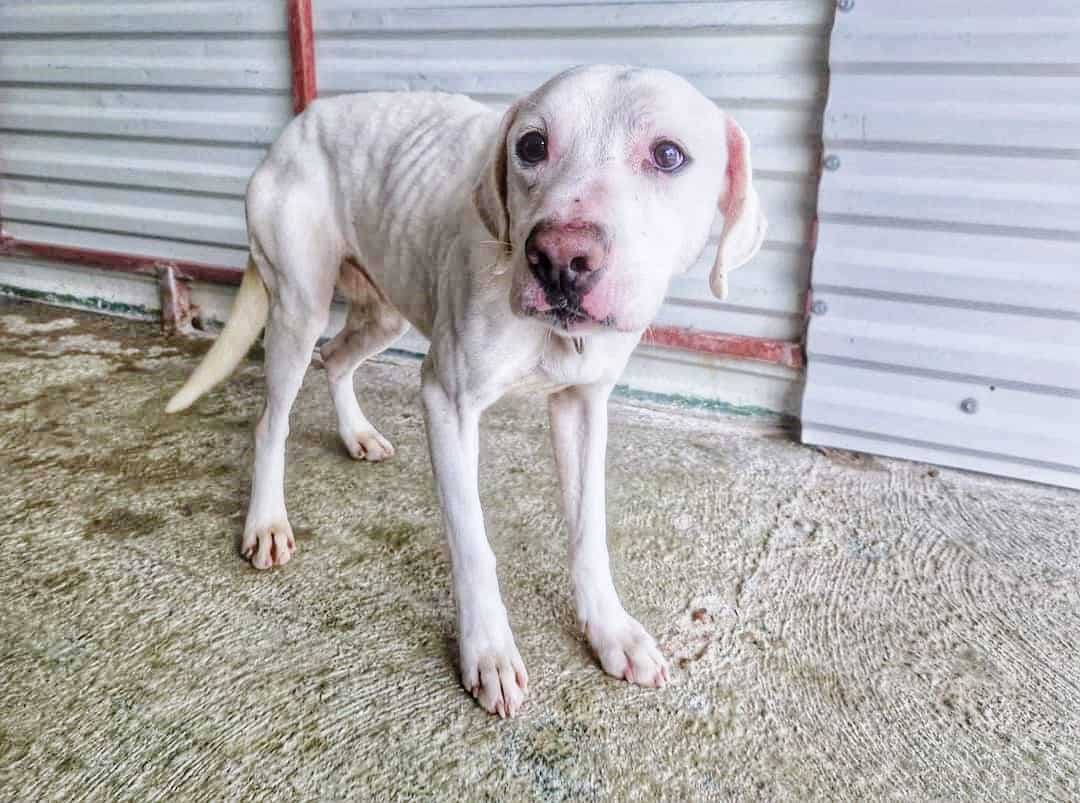 Why can’t Cyprus love these dogs? | Cyprus Mail