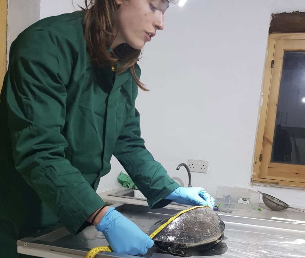 The life cycle of plastic: microplastics found in turtles’ stomachs ...