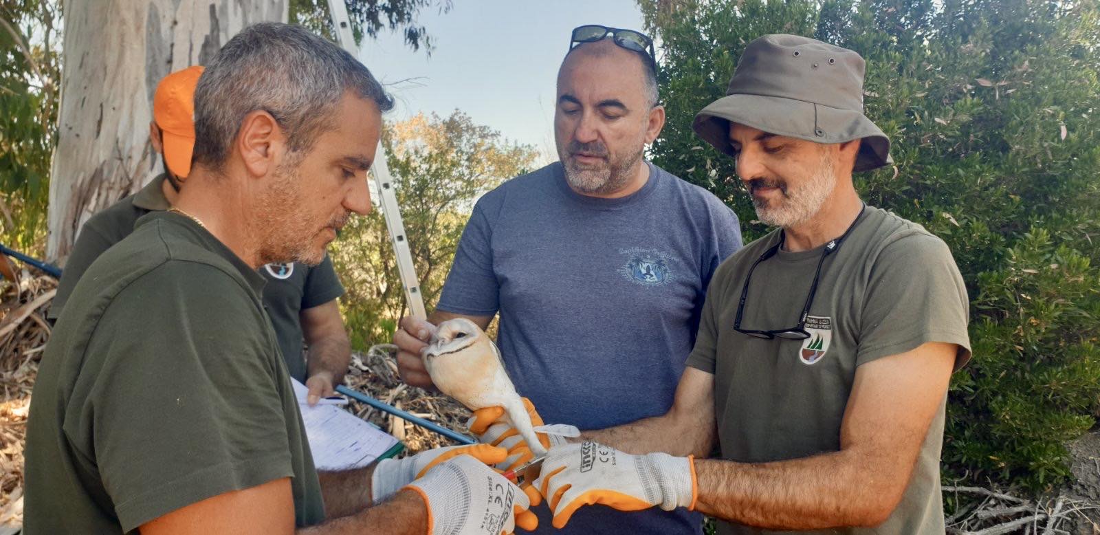 Barn owls remain in use to fight Cyprus rodents | Cyprus Mail