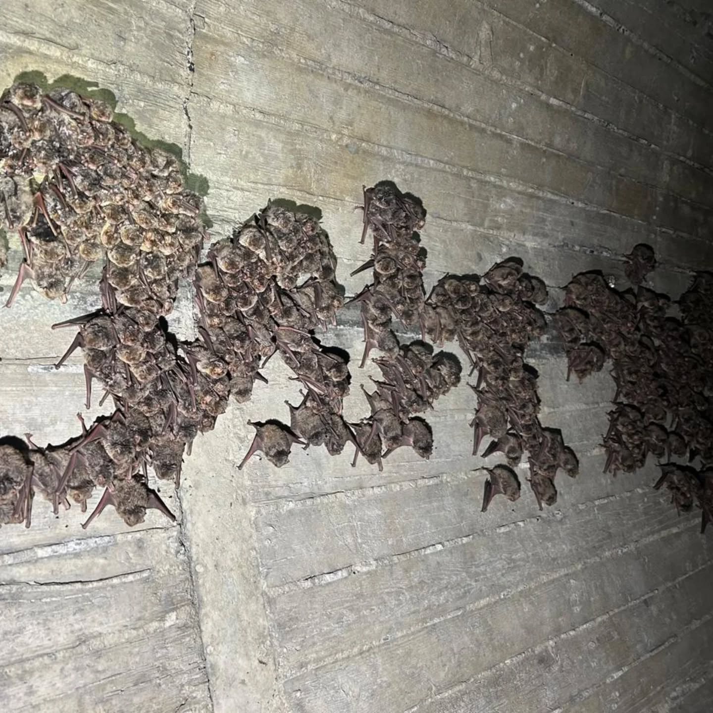 Scientists find bats migrating across Cyprus for the first time | Cyprus Mail